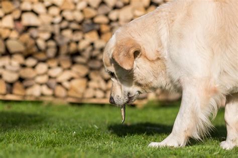 Por Qué Mi Perro Vomita Comida Sin Digerir