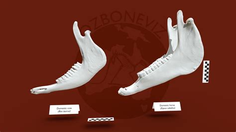 Large Mammal Mandible 3d Model By Ozboneviz [82bd356] Sketchfab