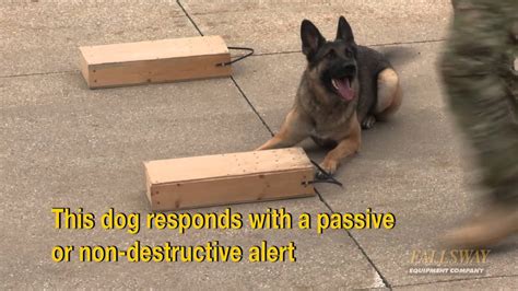 How Do K9 Dogs Alert