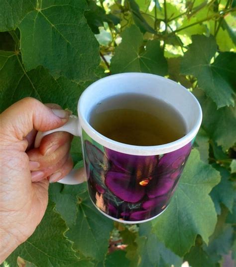 Wonderful Uses And Benefits Of Wooly Lambs Ear Medicinal Herbs