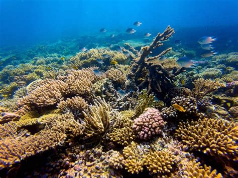 후르가다에서 점심과 음료가 포함된 반나절 오후 보트 여행 Kkday