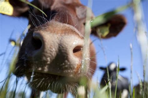 Algae In Cattle Feed Cut Co2 Emissions