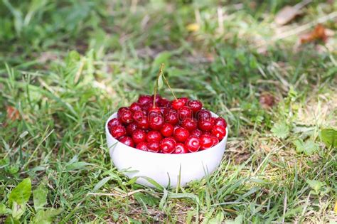 Fresh Ripe Sweet Cherries In A White Ceramics Cup On Green Grass In