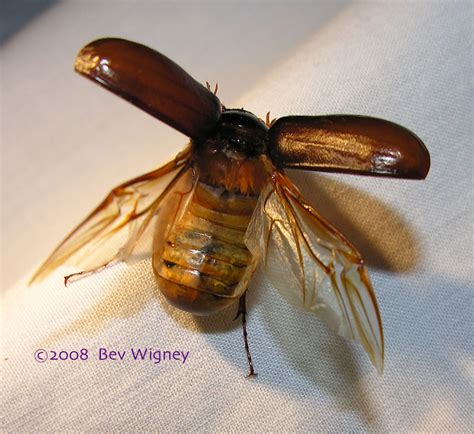 Bed Bug Wings Pictures BangDodo