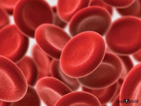 How To Increase Your Red Blood Cell Count Tpoint Tech