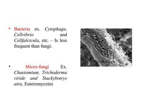 Biodeterioration Ppt