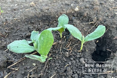 Tromboncino Squash Growing Tips For A Versatile Harvest Sow Right Seeds