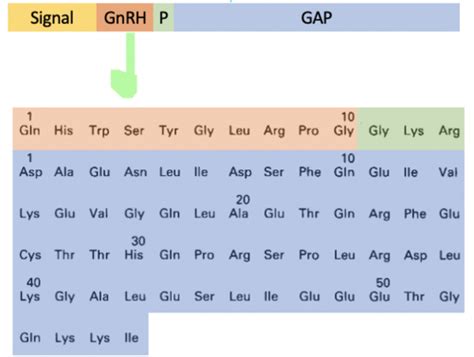 HPG Axis Flashcards Quizlet