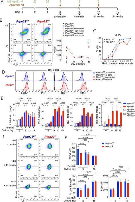 Dysfunctional Ptpn22 Ko Ctl Can Be Rescued By Pd 1 Blockade A