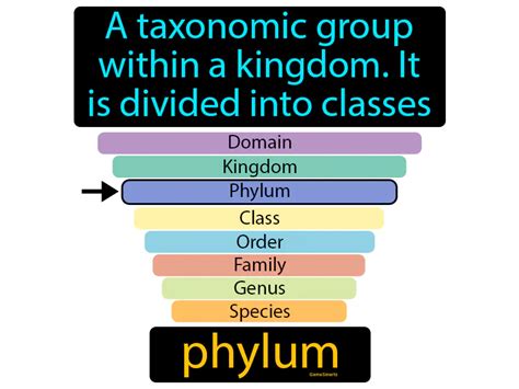 Phylum Definition And Image Flippy Flashcards
