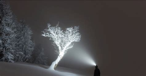 В лесу Пикабу