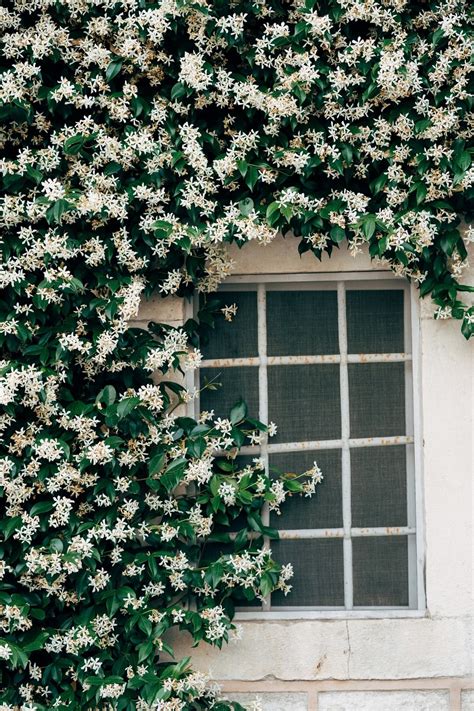 5 plantas que atraerán el dinero y la buena suerte a tu hogar