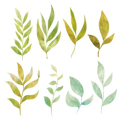 Elementos De Folhas De Aquarela PNG Deixa Elementos Folhas De