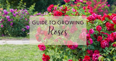 Guide To Growing Roses