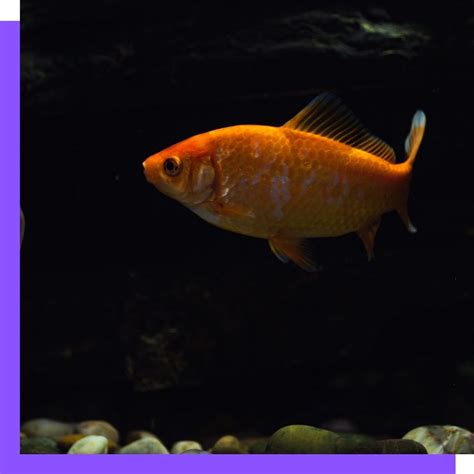 Your Guide To Ichthyobodo The Ifish Store