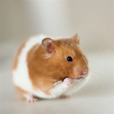 Hamster s World Reprodução