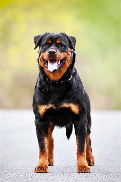 Schöne Rottweiler Fotos Und Bilder Online
