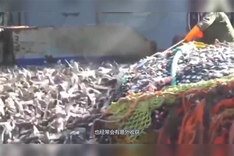 黑龙江捕获中国最大淡水鱼重达上千斤专家看完变了脸色 淡水鱼 中国 脸色