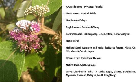 Callicarpa All You Need To Know Macrophylla Evergreen Herbs