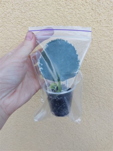 Зіп пакети для Вкорінення Листочків 10×15 См 10 Шт — Купить Недорого на Bigl Ua 1588143474