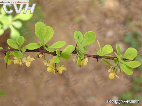 日本小檗berberis Thunbergii Dc植物图片库植物通