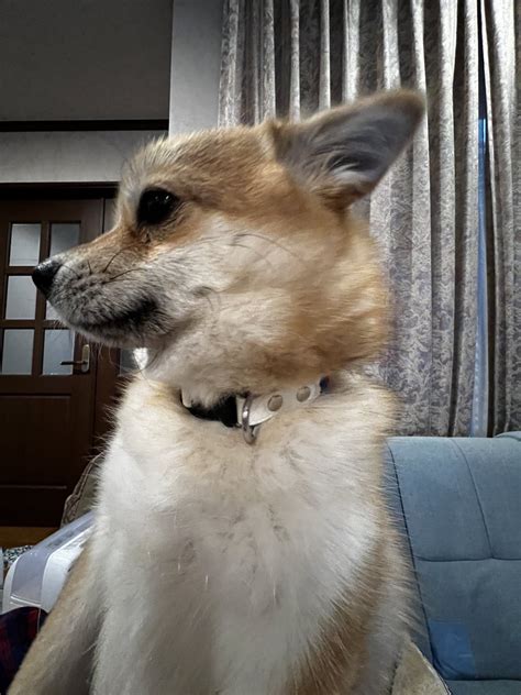こむぎ＠ポメ柴 On Twitter 何も言わずに飼い犬の横顔をアップする選手権
