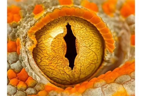Object Best Macro Photography