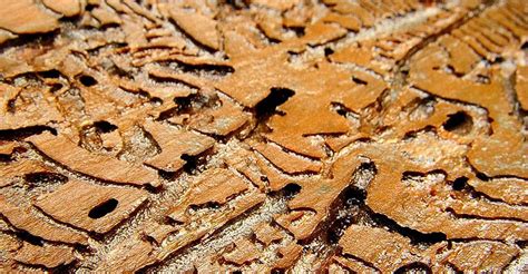 Woodworm Treatment Glasgow Building Preservation