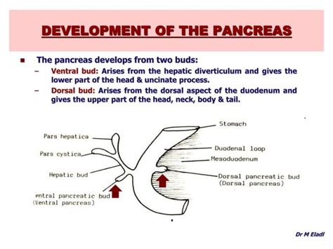 Development Of Foregut Pptx