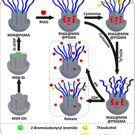 Schematic Representation Of The Synthetic Process Of Cross Linked PGMA