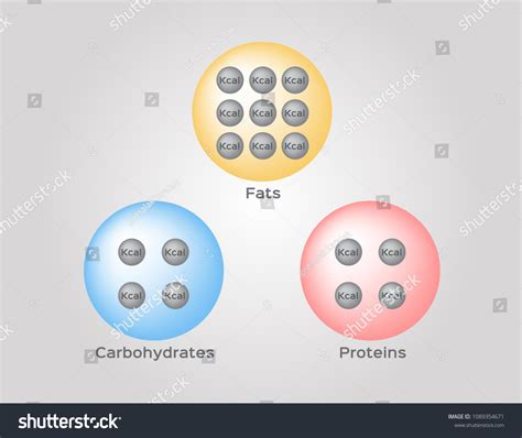 Calories Protein Fat Carbohydrate Infographic Vector Stock Vector