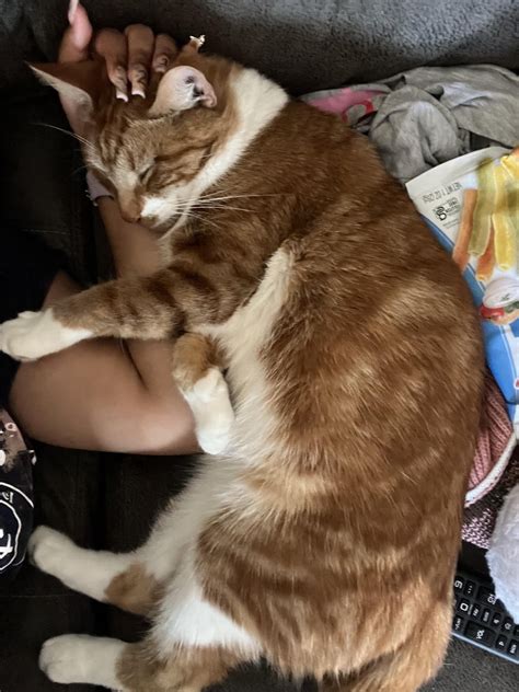 My Georgie Got Out Any Tips Rcats