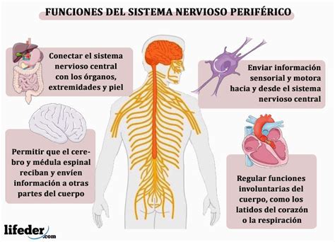 Sistema nervioso periférico funciones partes y enfermedades Lifeder