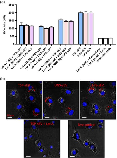 Uptake And Internalisation Of Sevs By Bmdms And Bmdcs A Assessment