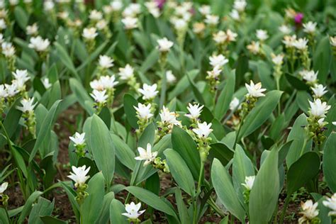장마철에 피는 흰색 Curcuma Alismatifolia 꽃 또는 시암 튤립 태국 0명에 대한 스톡 사진 및 기타 이미지