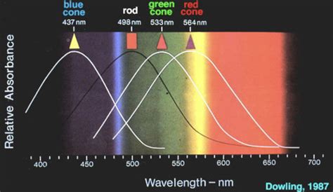 Photopigment Photoisomerization And Phototransduction Elsner