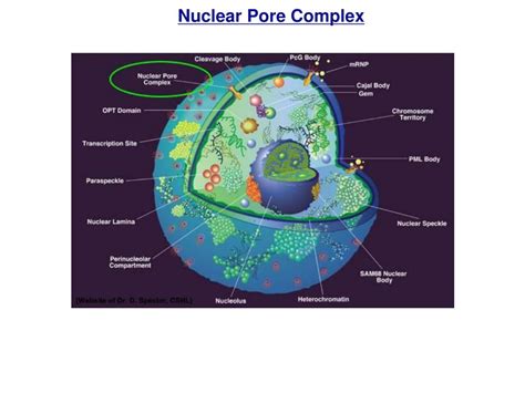 Ppt Bio 402502 Section Ii Lecture 1 Powerpoint Presentation Free