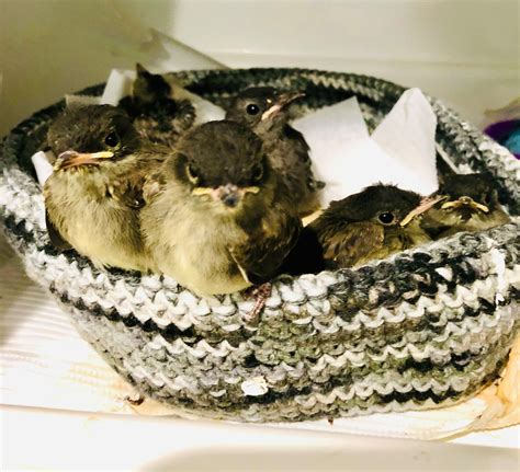 Southwest Virginia Wildlife Center Of Roanoke Squad Goals This Nest