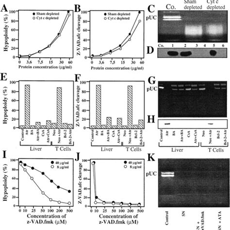 Overview Of The Fplc Separation Procedure Mitochondrial Intermembrane