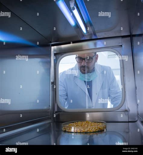 Agronomist Testing Corn Grains In Laboratory Shoot From Inside Of