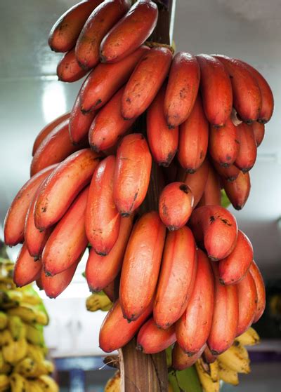 Red Cuban Banana Plants For Sale Sow Exotic