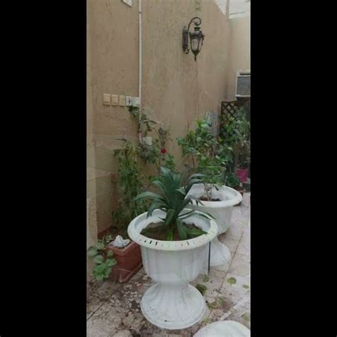 صبار الاجاف Agave Attenuata أوليفيا الزرقاء🌵 Youtube