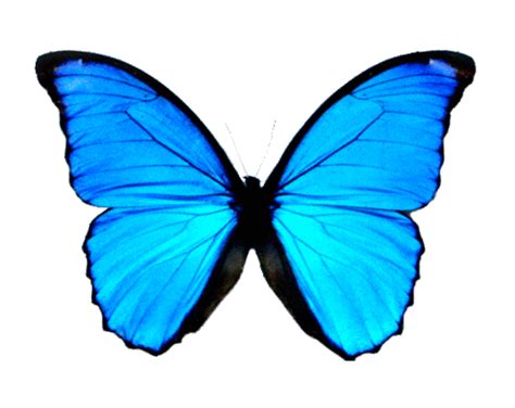 Butterfly Warhol Sticker By Jess Mac For IOS Android GIPHY