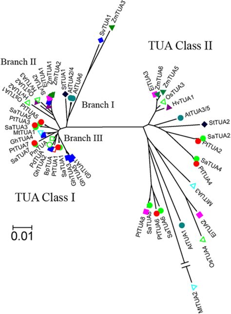 Phylogenetic Analyses Of Plant Tua Proteins Unrooted Phylogenetic