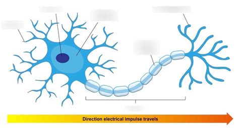 Biology Neurons Nervous Systems Diagram Quizlet