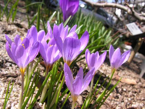 Spring Blooming Crocus Three Pacific Bulb Society