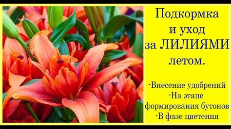 Подкормка и уход за лилиями летом Сад и огород выпуск 229 Youtube