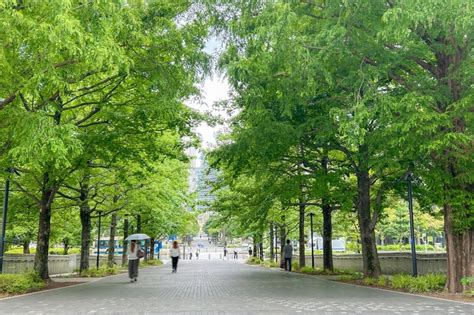 静かな植物の大きなポテンシャル 親勉 藤本さゆブログ