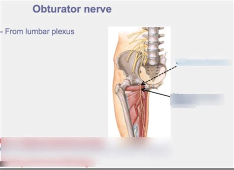 Diagram Of Obturator Nerve Quizlet