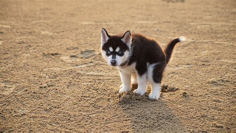 Rectal Prolapse In Dogs Symptoms Causes And Treatments Dogtime